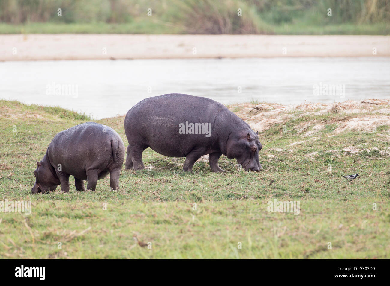 Hippopotamus (Hippopotamus amphibius), Buffalo National Park, Caprivi ...