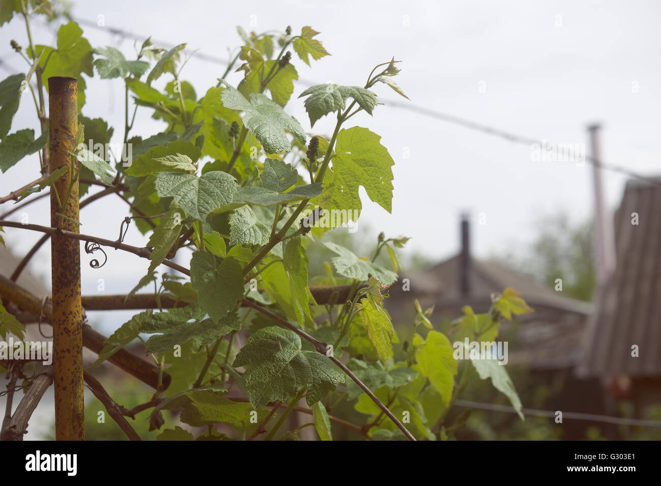 Young grape leaves hi-res stock photography and images - Alamy