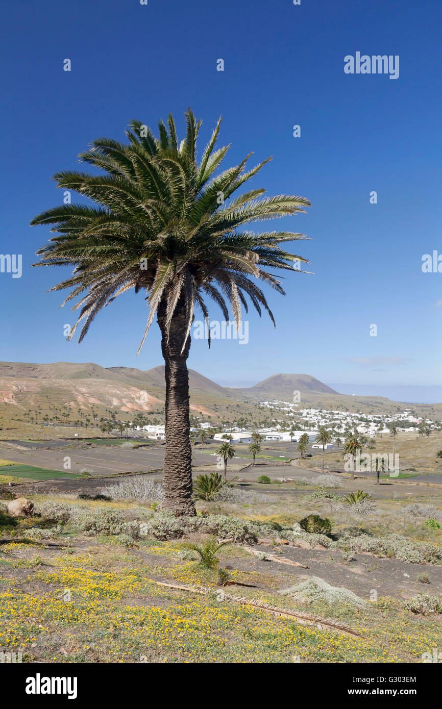 Valley of the thousand palms lanzarote hi-res stock photography and ...