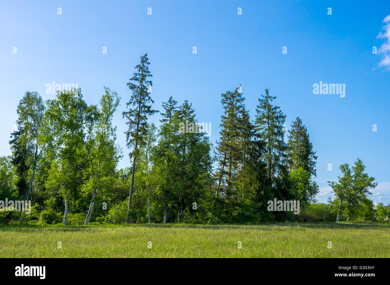 Copse of conifers and deciduous trees in a flat meadowlands landscape ...