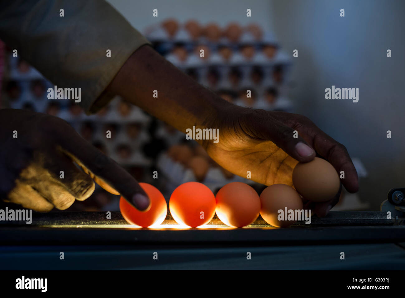 Freshly laid eggs have light shone through them in a special egg ...