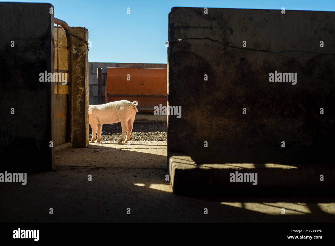 Pig farming africa hi-res stock photography and images - Alamy