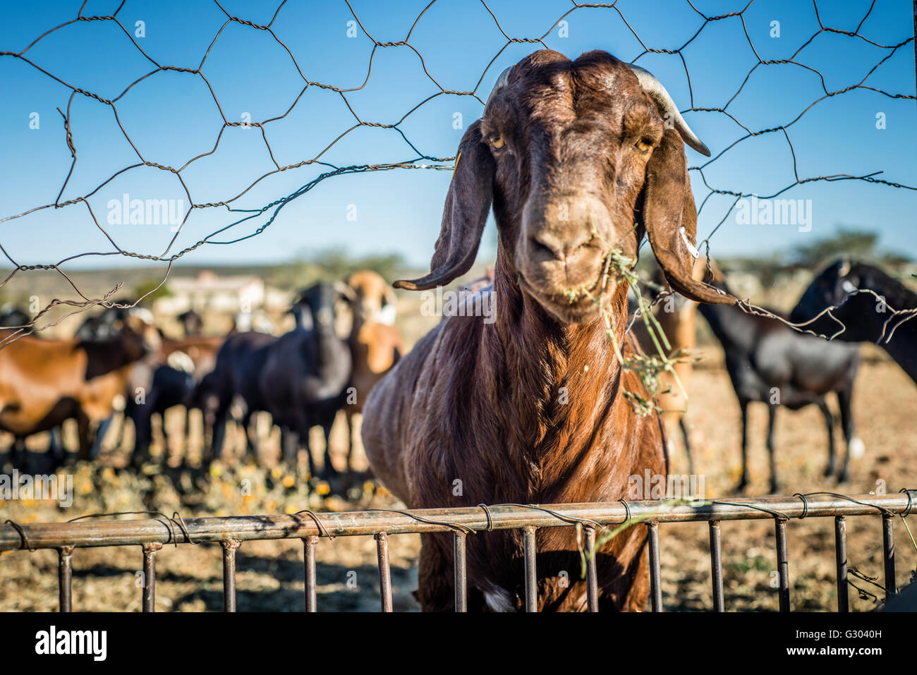 Farming africa agro hi-res stock photography and images - Alamy