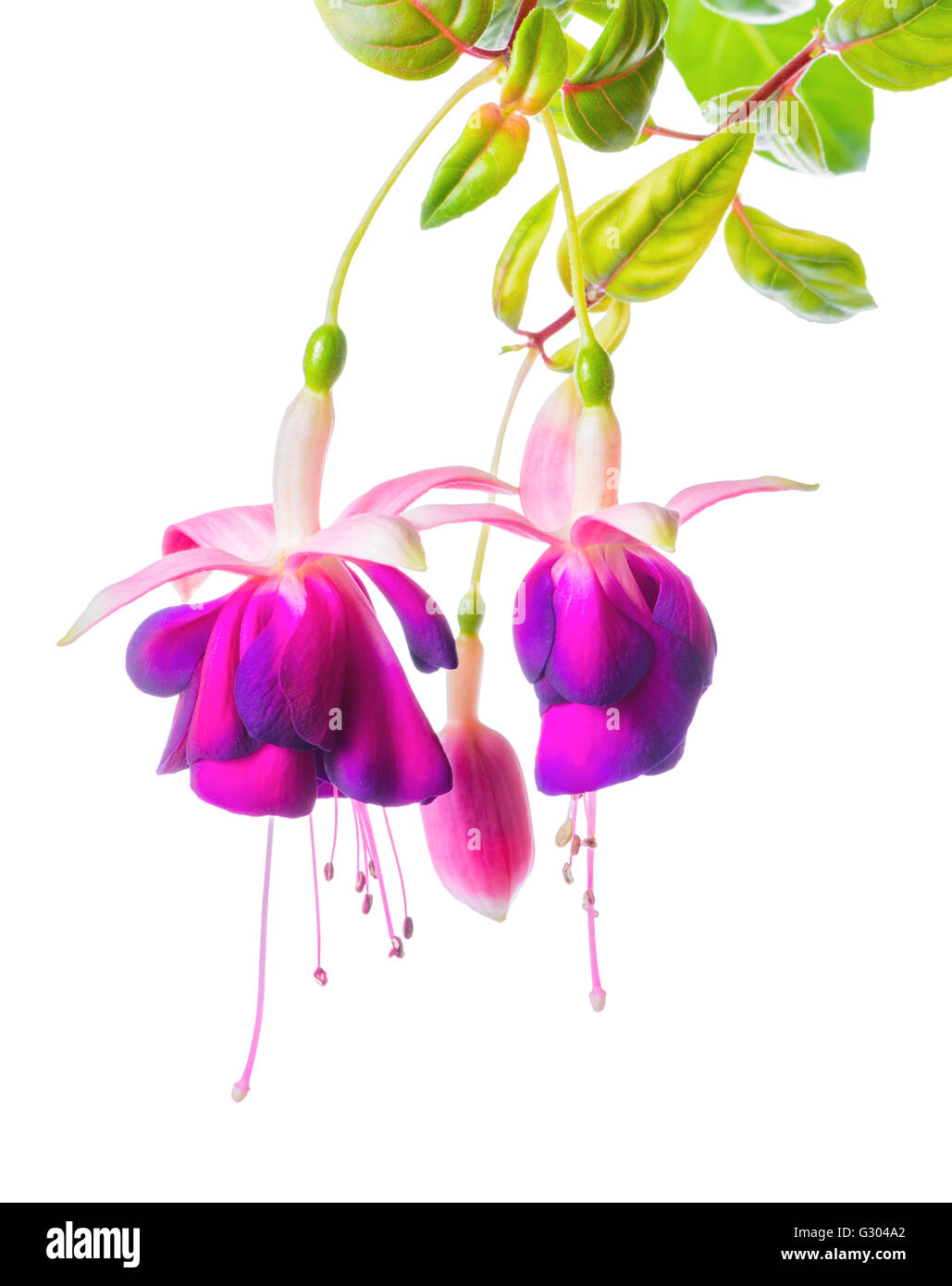 beautiful blooming branch of violet fuchsia flower is isolated on white ...