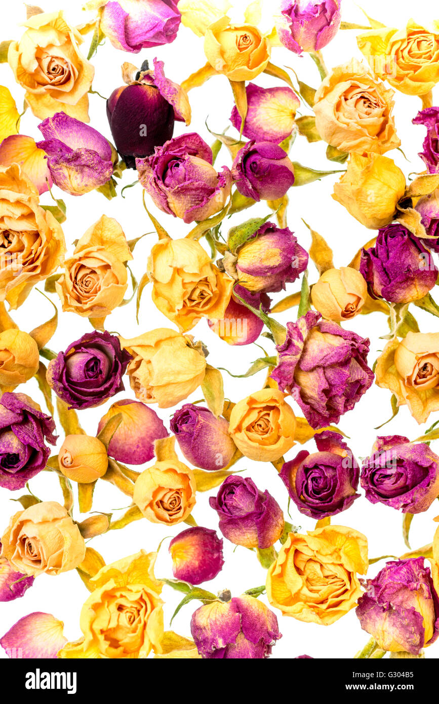 Beautiful dried yellow and pink roses like as background is isolated on ...