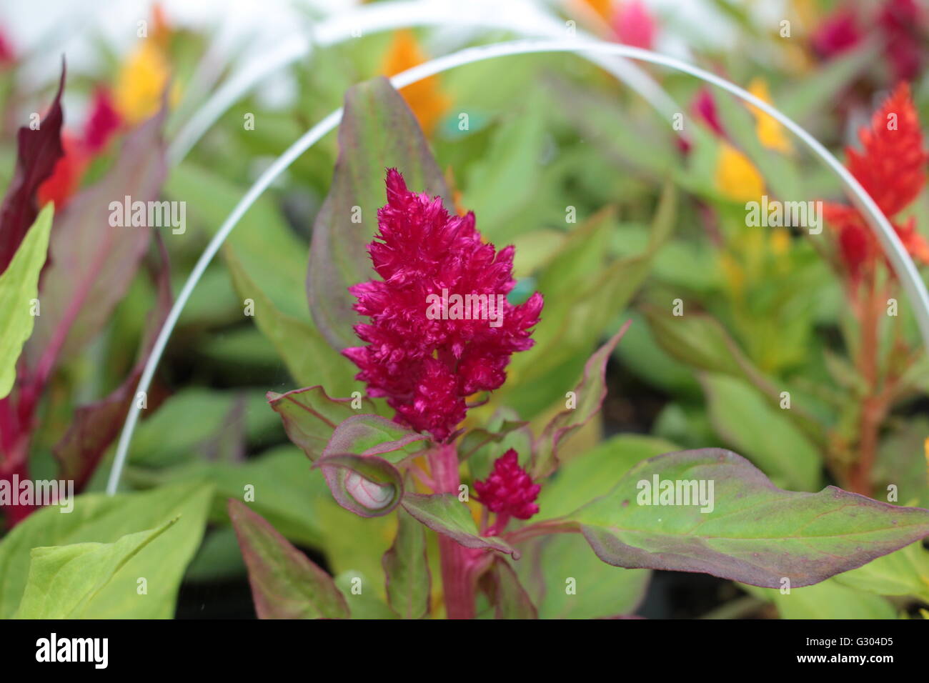Celosia Kimono Red feather flowers Stock Photo - Alamy