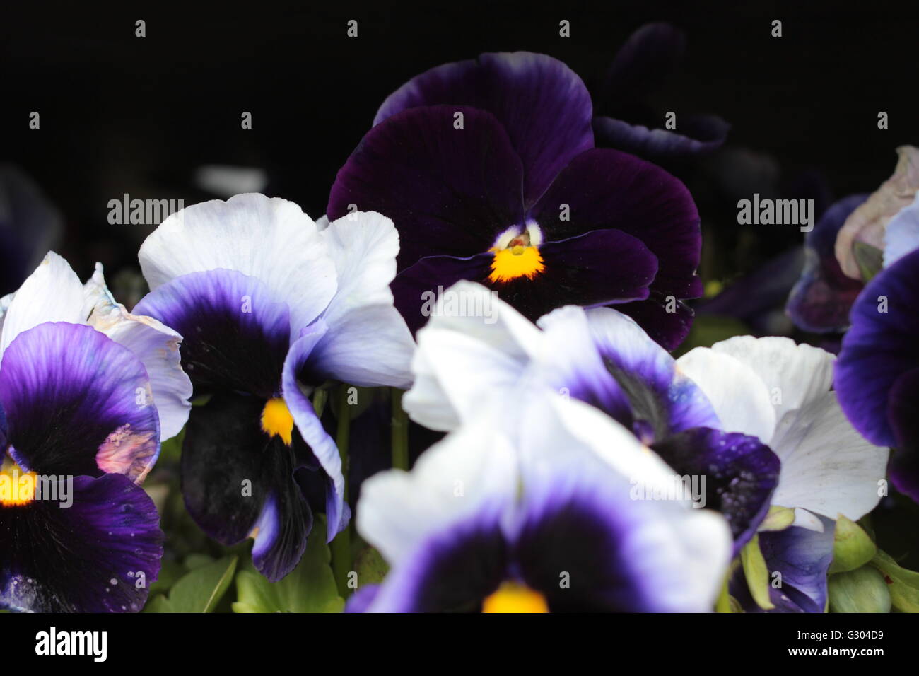 Pansy F1 Beaconsfield flowers Stock Photo - Alamy