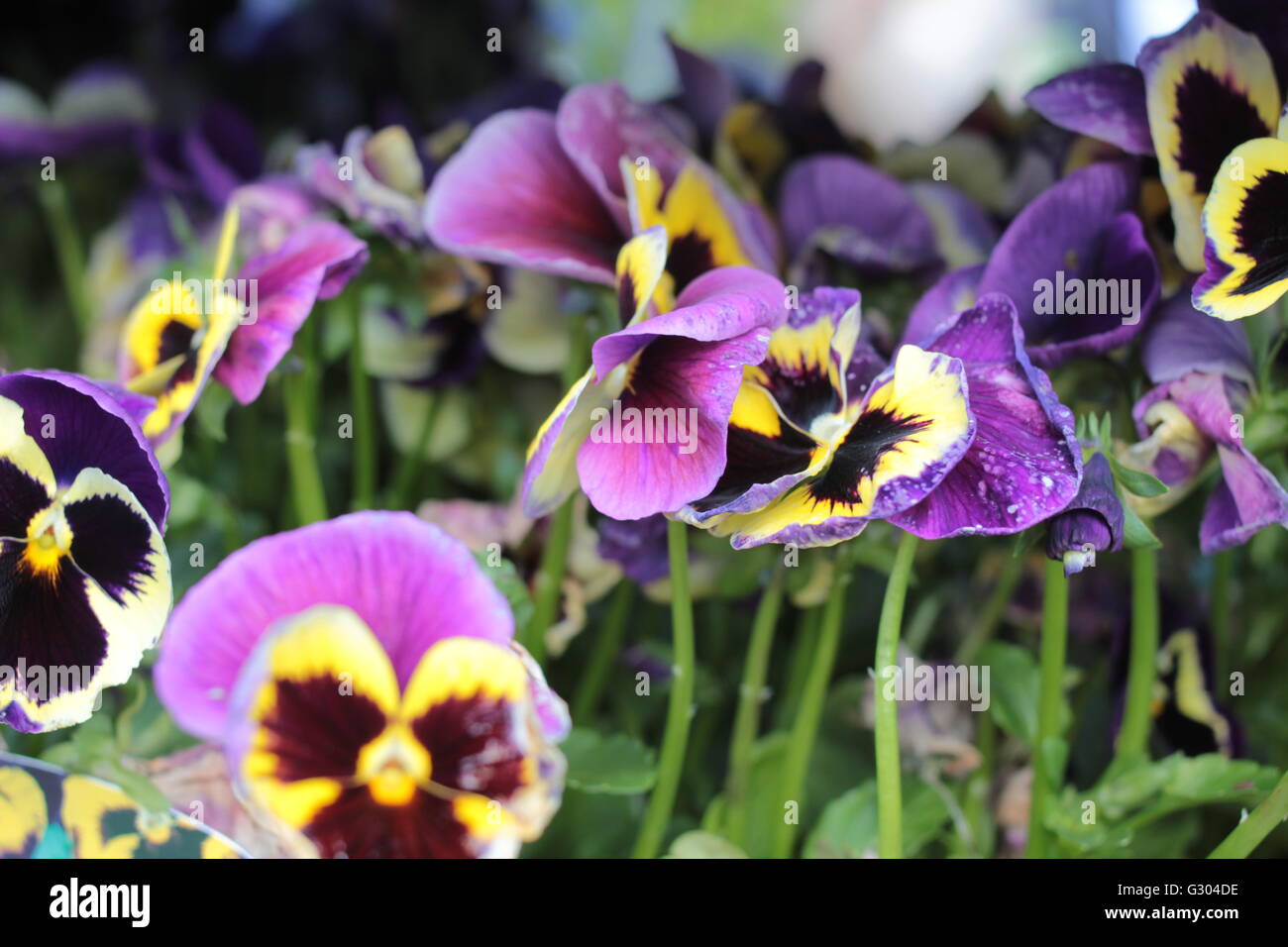 Pansy beaconsfield hi-res stock photography and images - Alamy