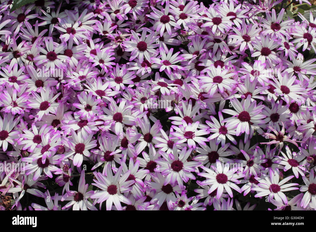 Senetti flowers in bloom Stock Photo - Alamy