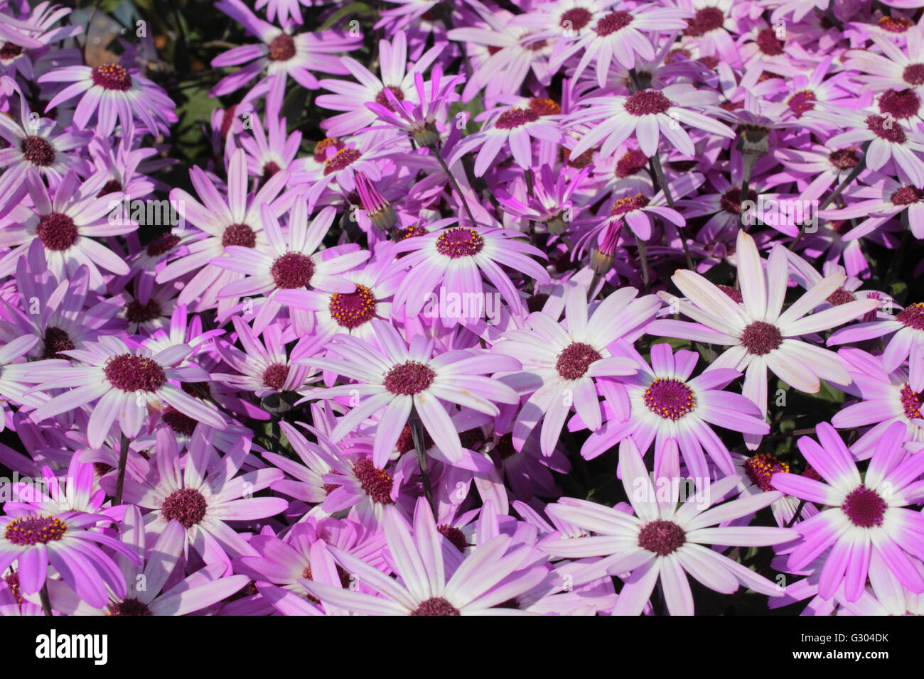 Senetti flowers in bloom Stock Photo - Alamy