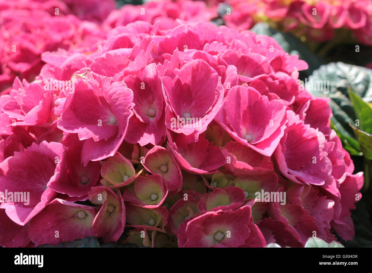 Pink Hydrangea Mirranda flowers Stock Photo - Alamy