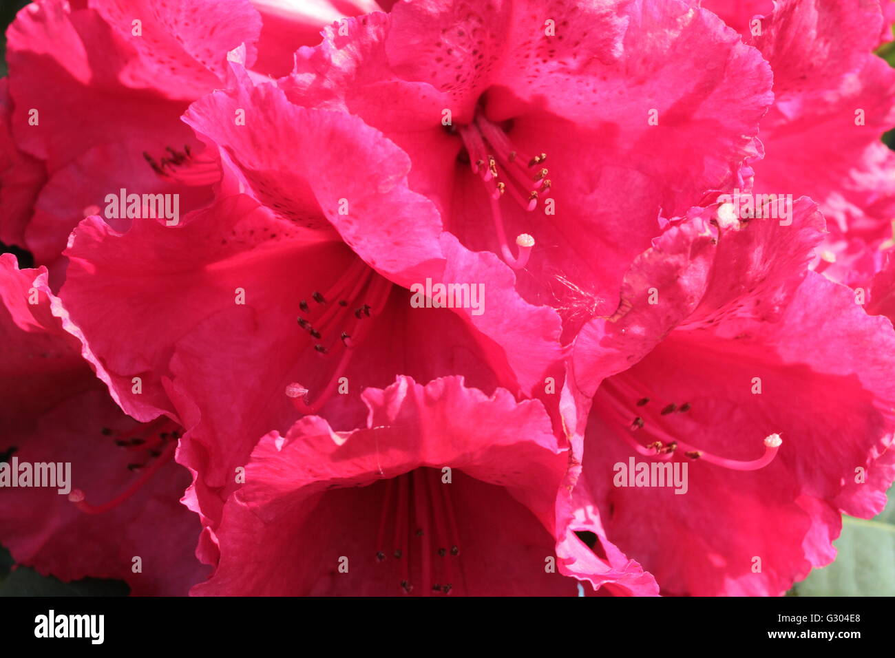 Rhododendron red jack bloom Stock Photo - Alamy