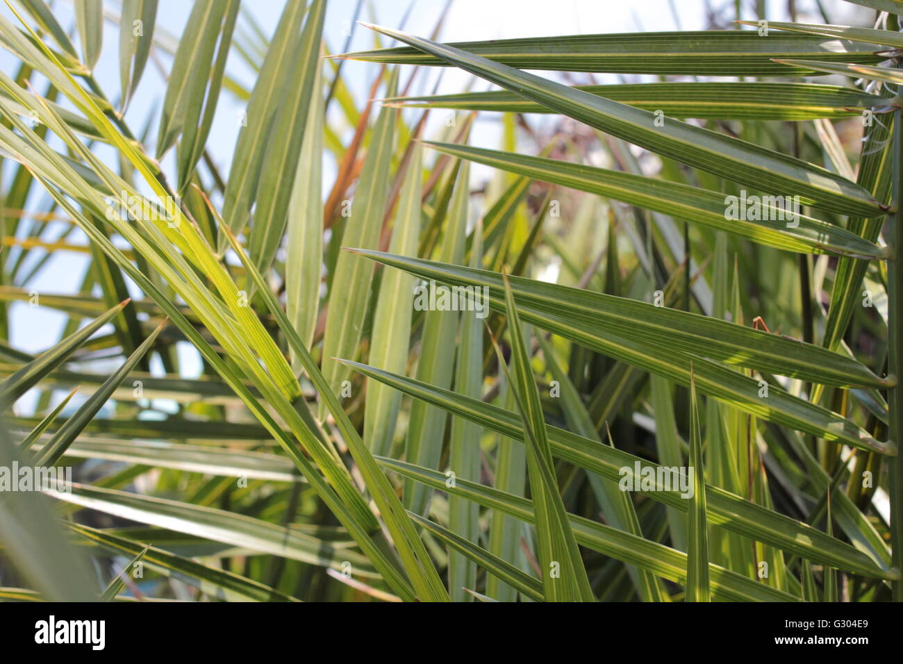 Leafy Phoenix Canariensis plant Stock Photo - Alamy