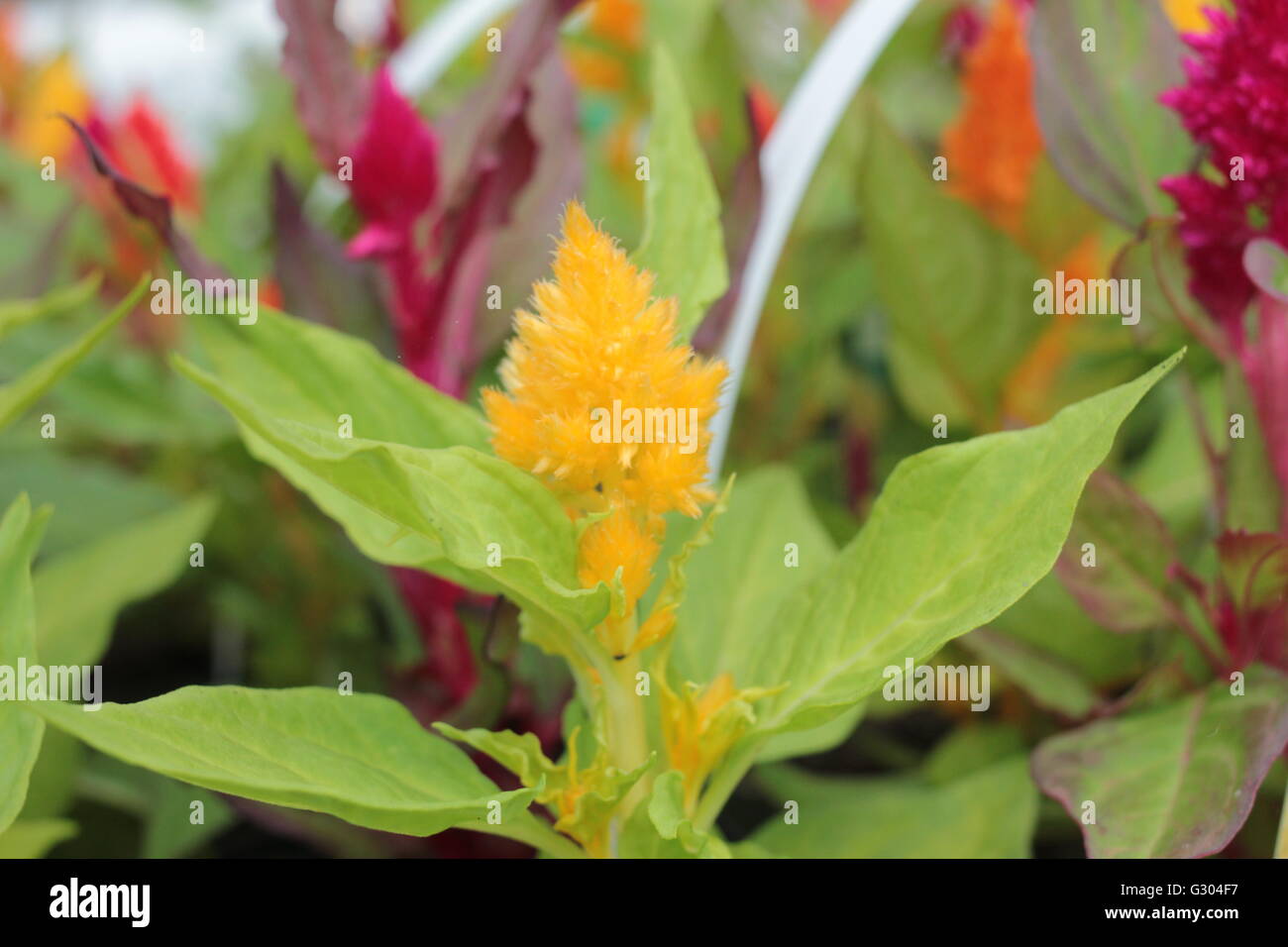 Celosia Kimono yellow feather flowers Stock Photo - Alamy