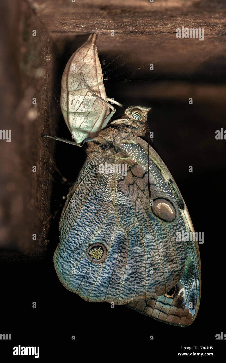 Moth Coming Out Of Cocoon