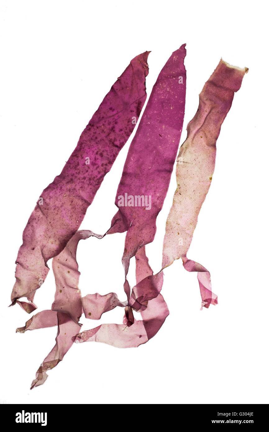 Purple seaweed against a white background Stock Photo - Alamy