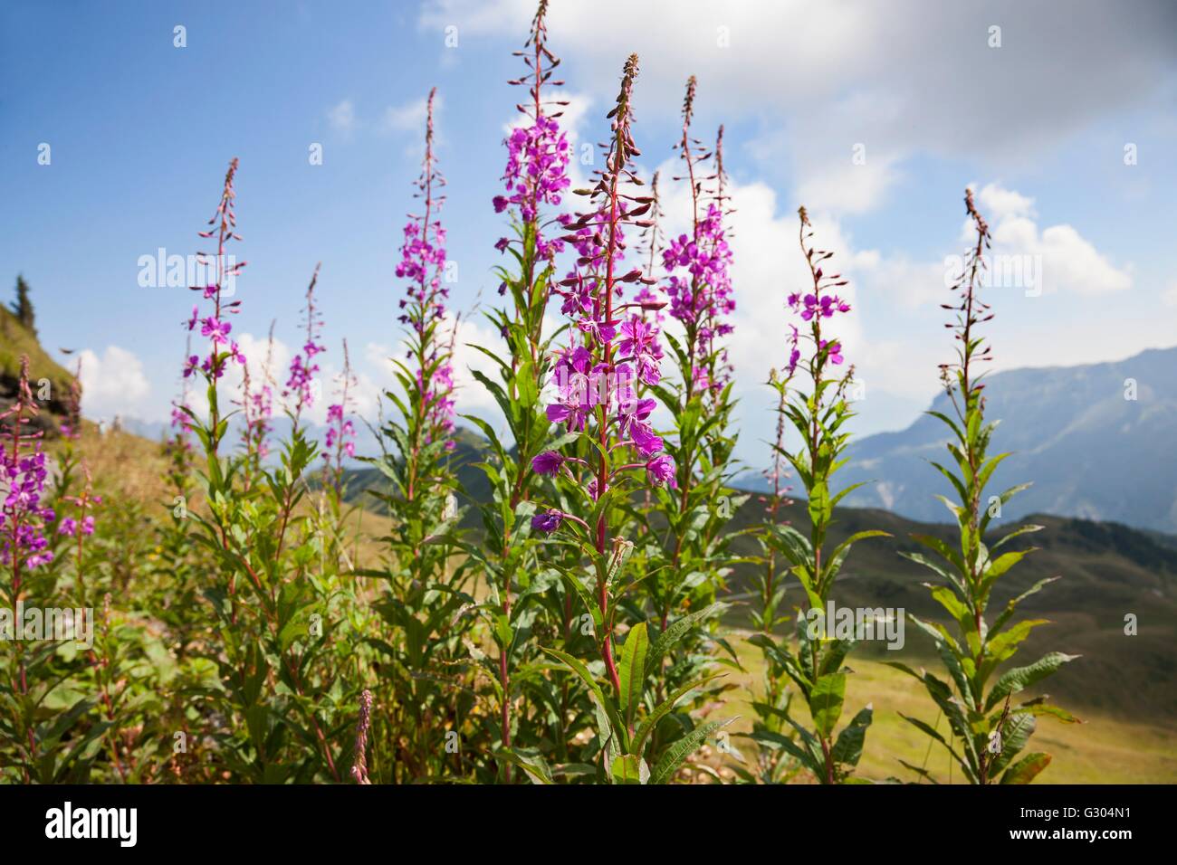Wildflowers in Switzerland Stock Photo - Alamy