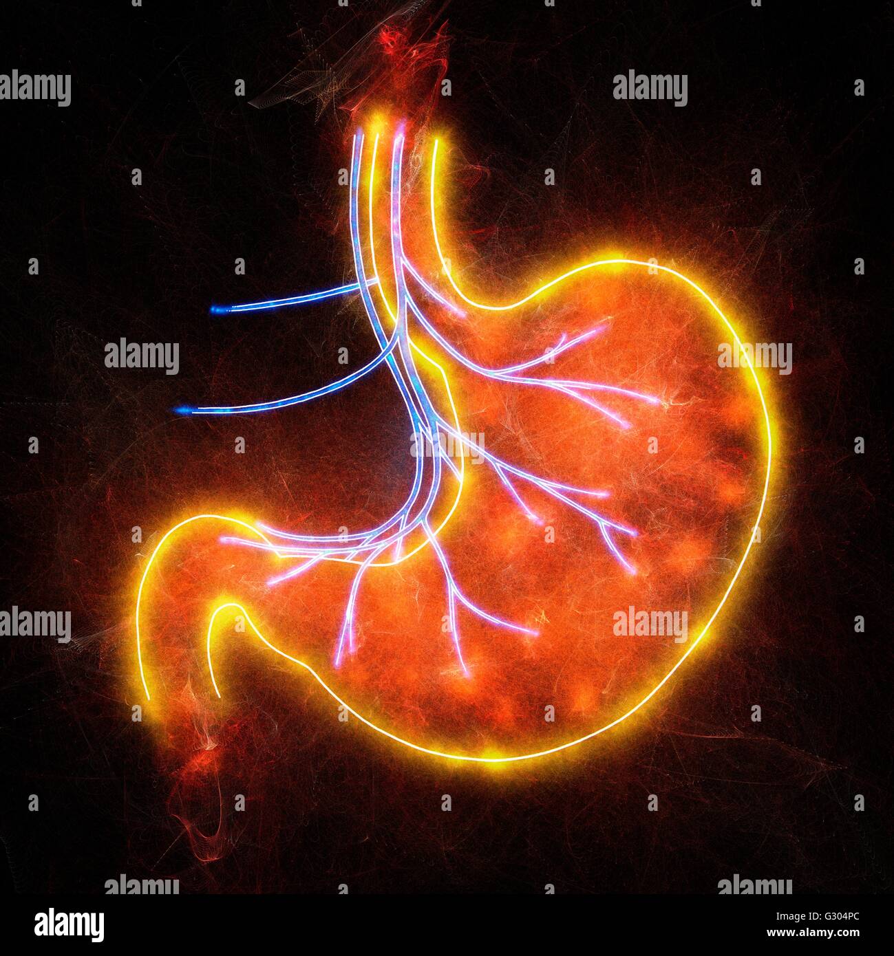 Human stomach hi-res stock photography and images - Alamy