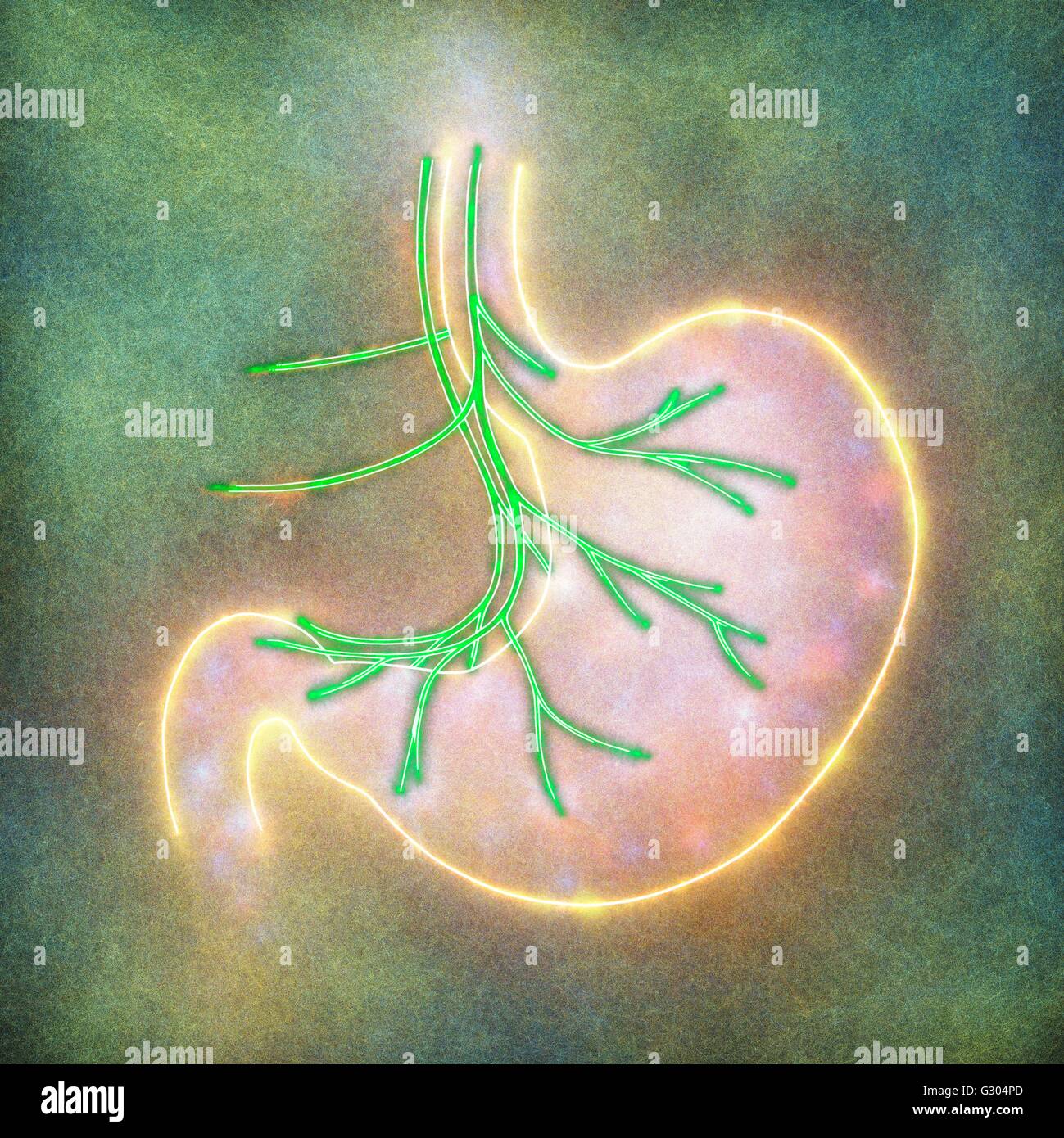 Human stomach, abstract illustration Stock Photo - Alamy