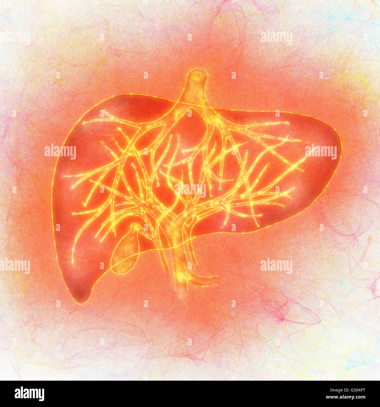 Human liver, abstract illustration Stock Photo - Alamy