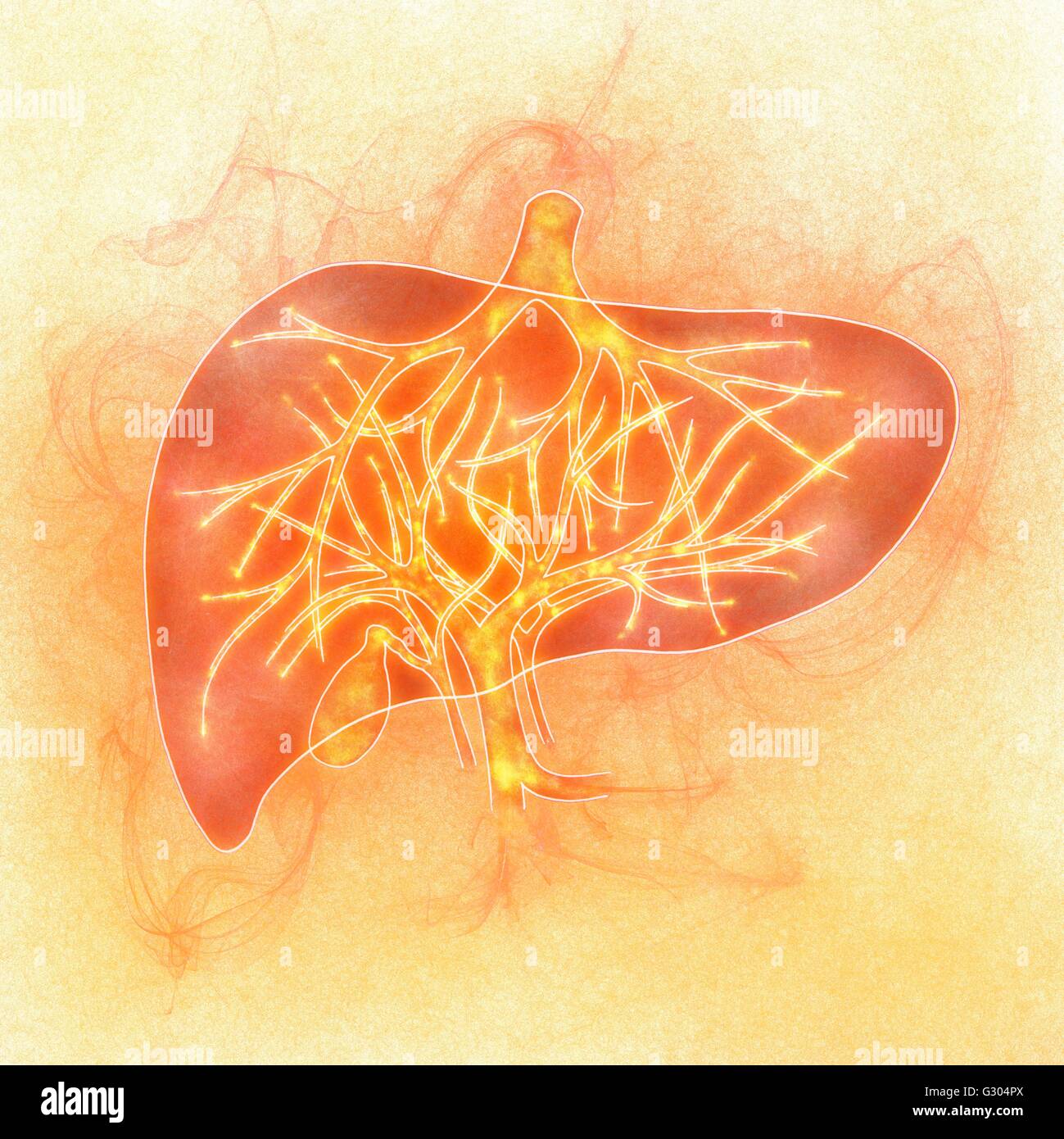 Human liver, abstract illustration Stock Photo - Alamy