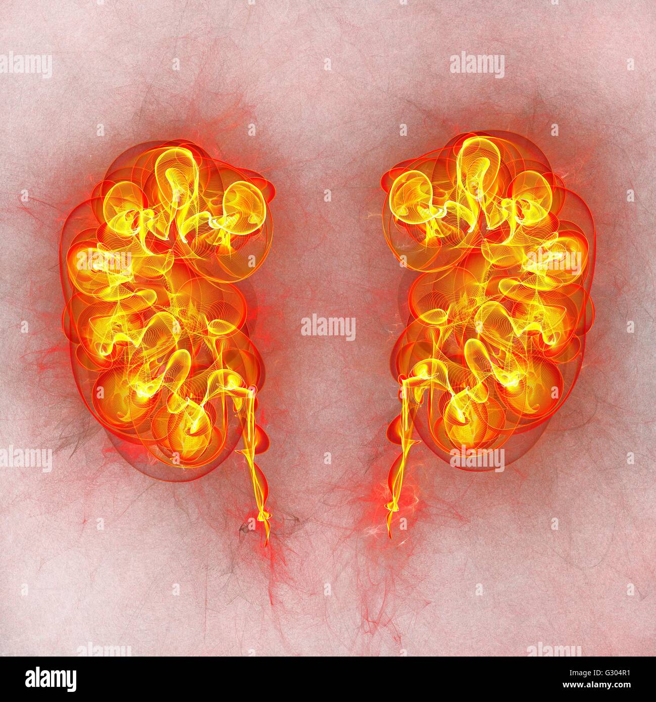 Human kidneys, illustration Stock Photo - Alamy