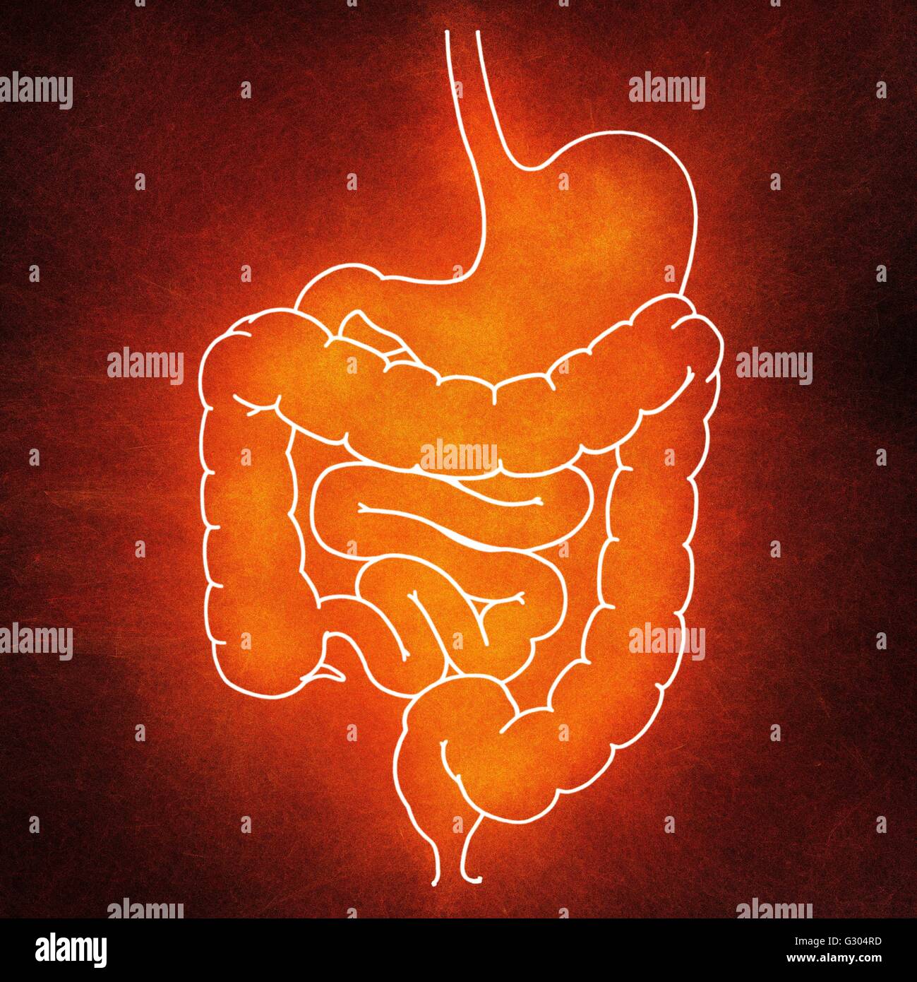 Red Intestine High Resolution Stock Photography and Images - Alamy