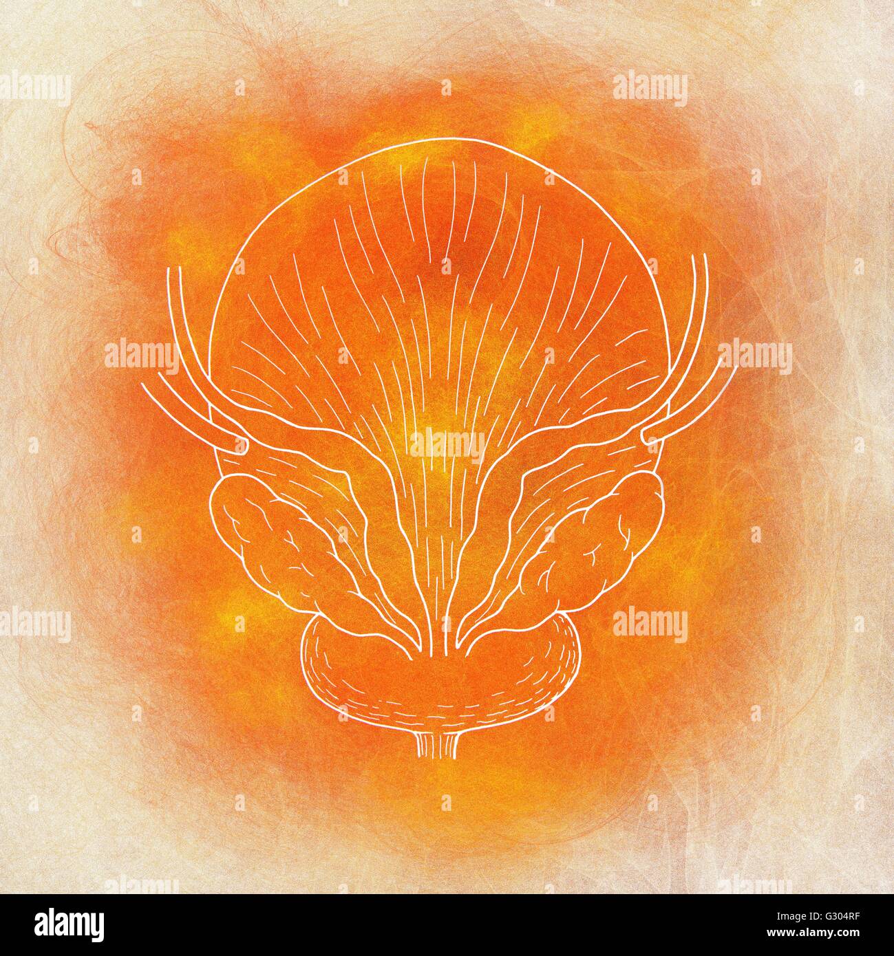 Human bladder, illustration Stock Photo - Alamy