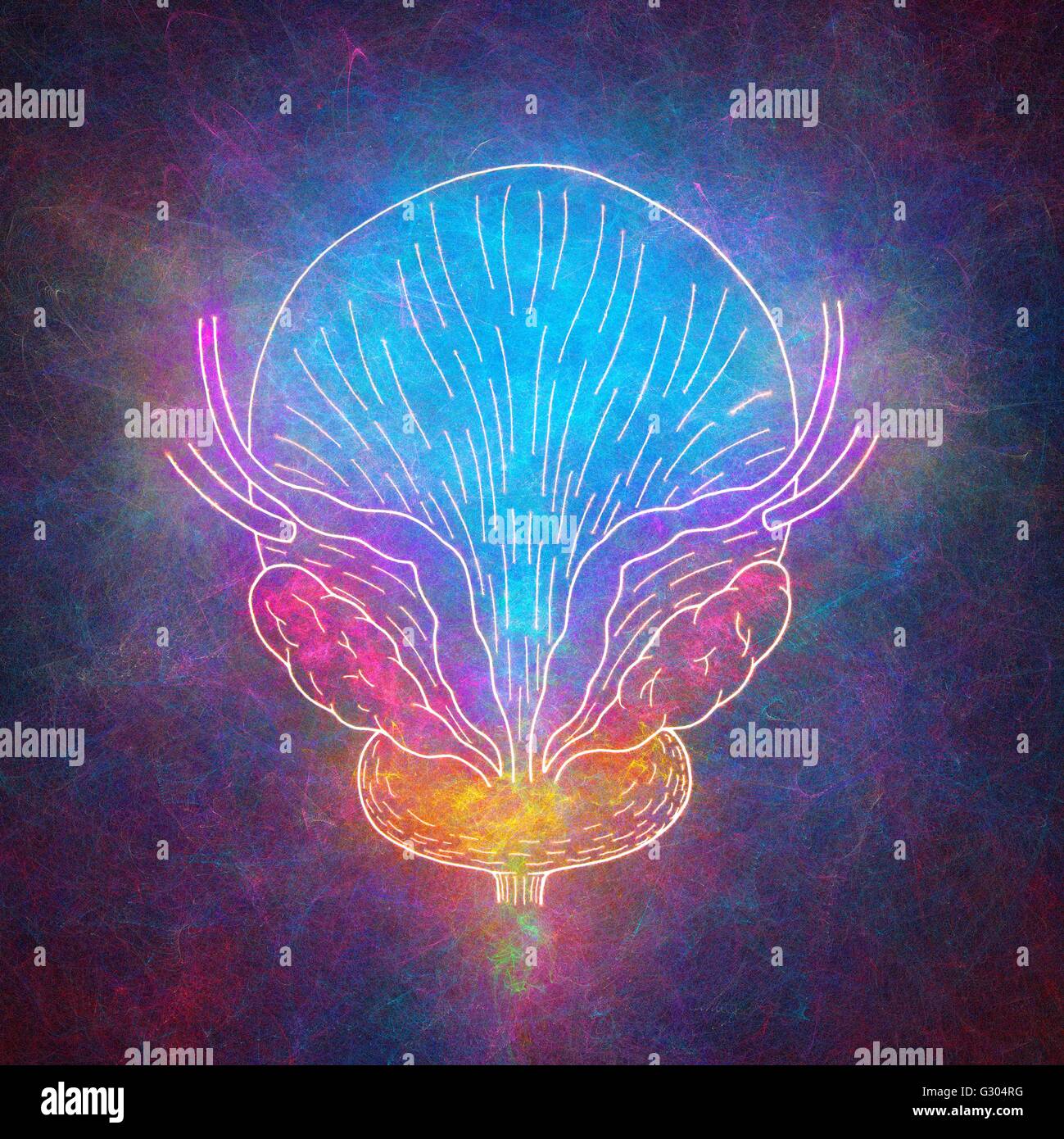 Human bladder hi-res stock photography and images - Alamy