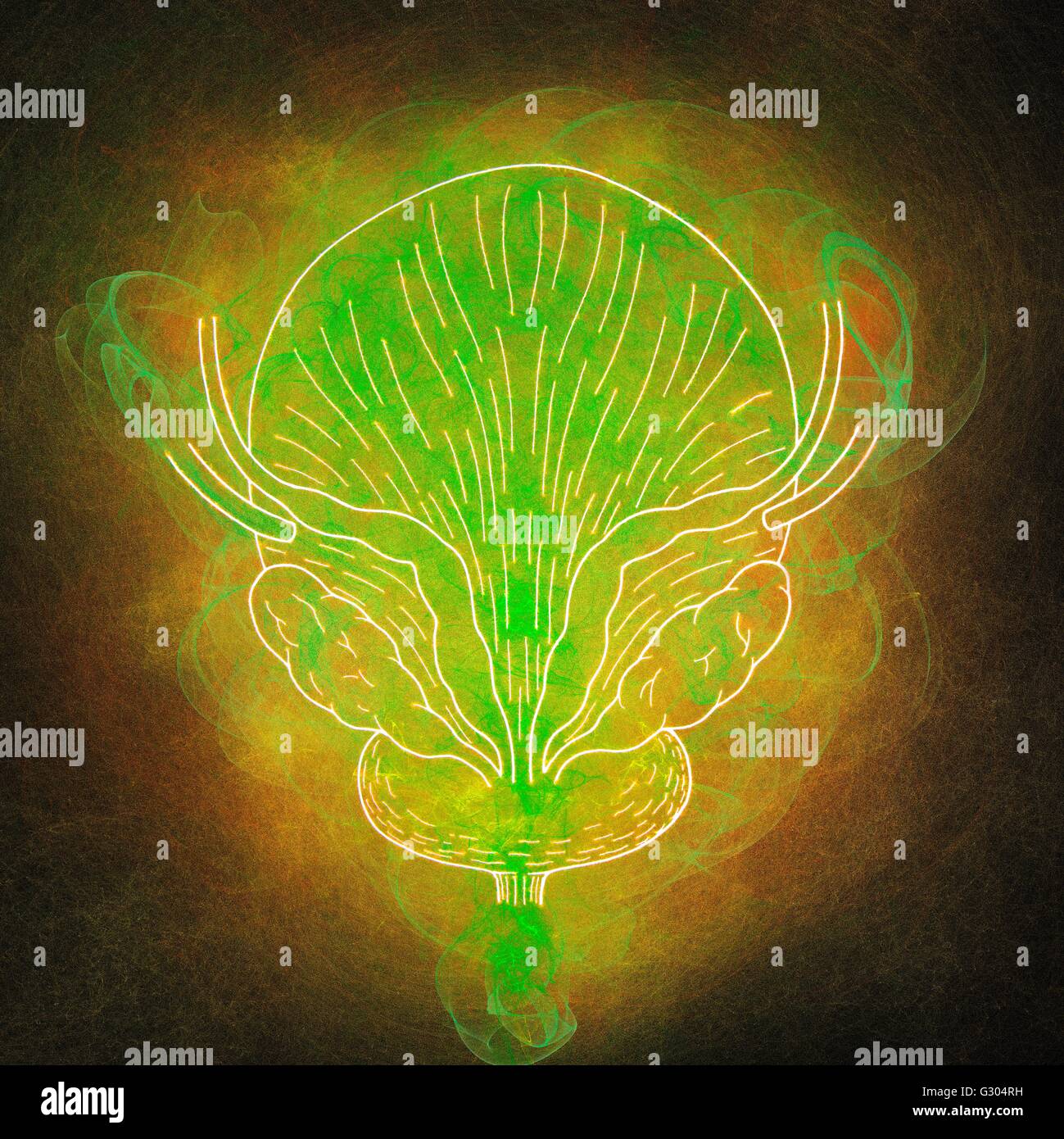 Human bladder hi-res stock photography and images - Alamy