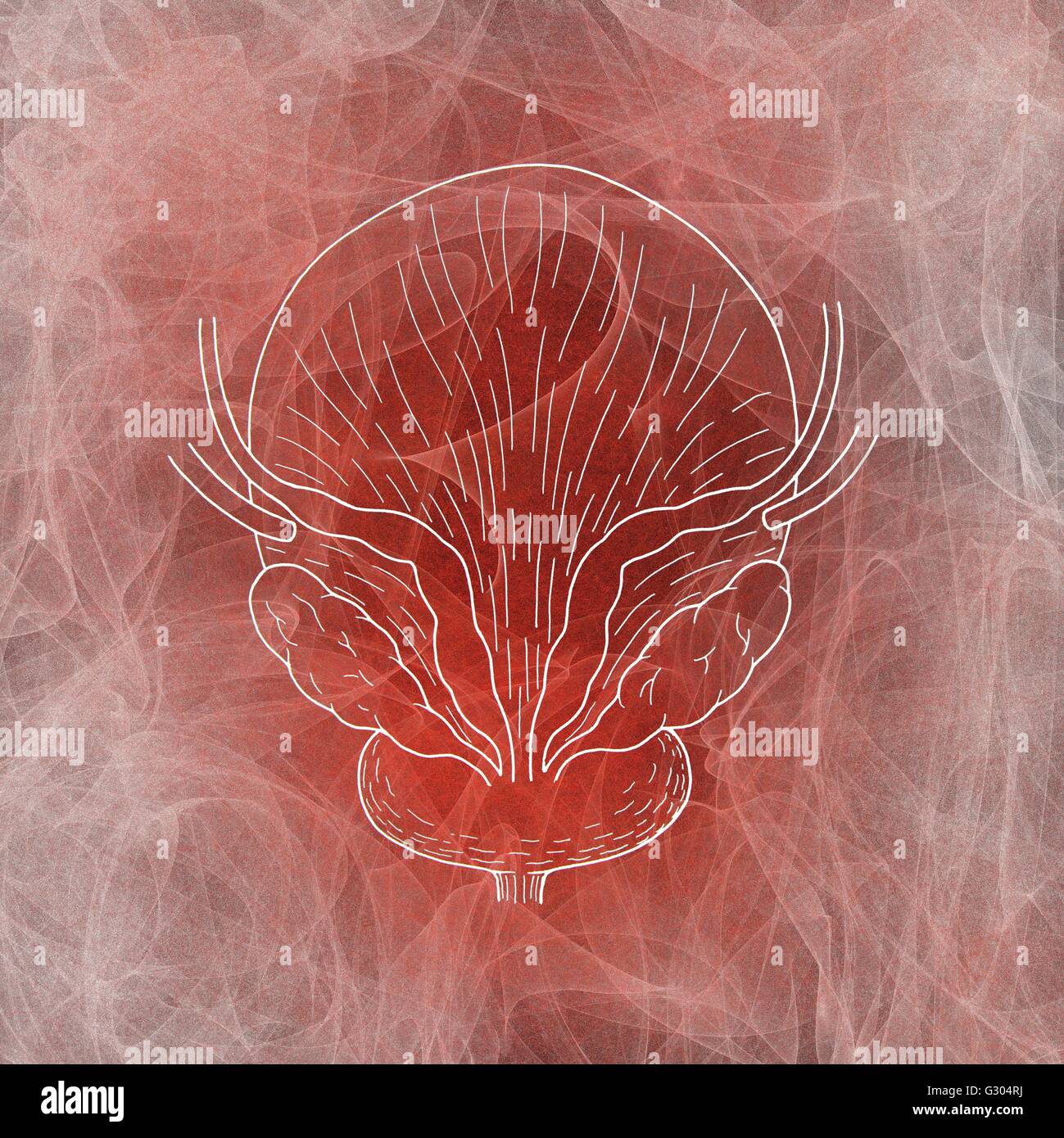 Human bladder, illustration Stock Photo - Alamy