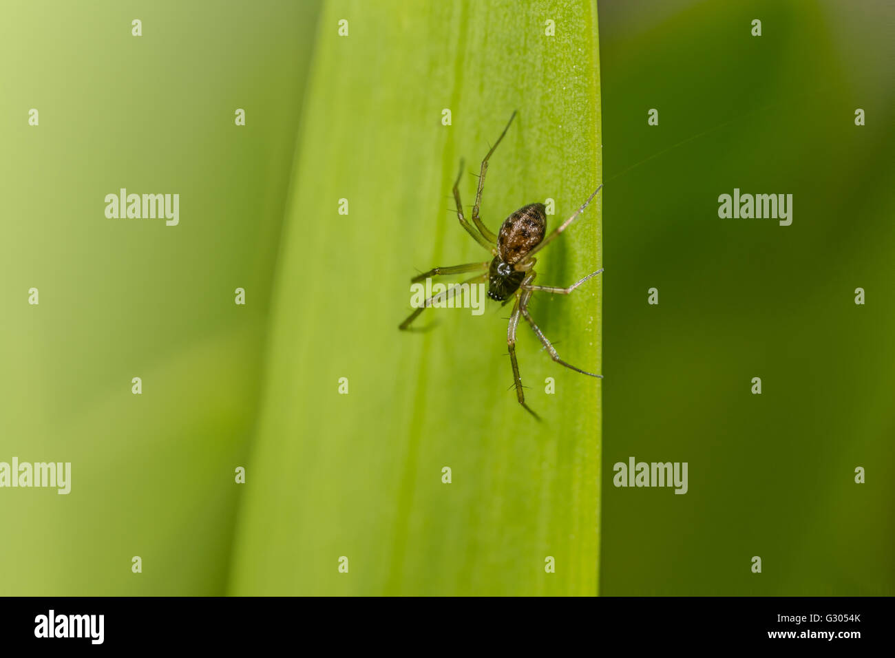 Linyphiidae species money spider Stock Photo - Alamy