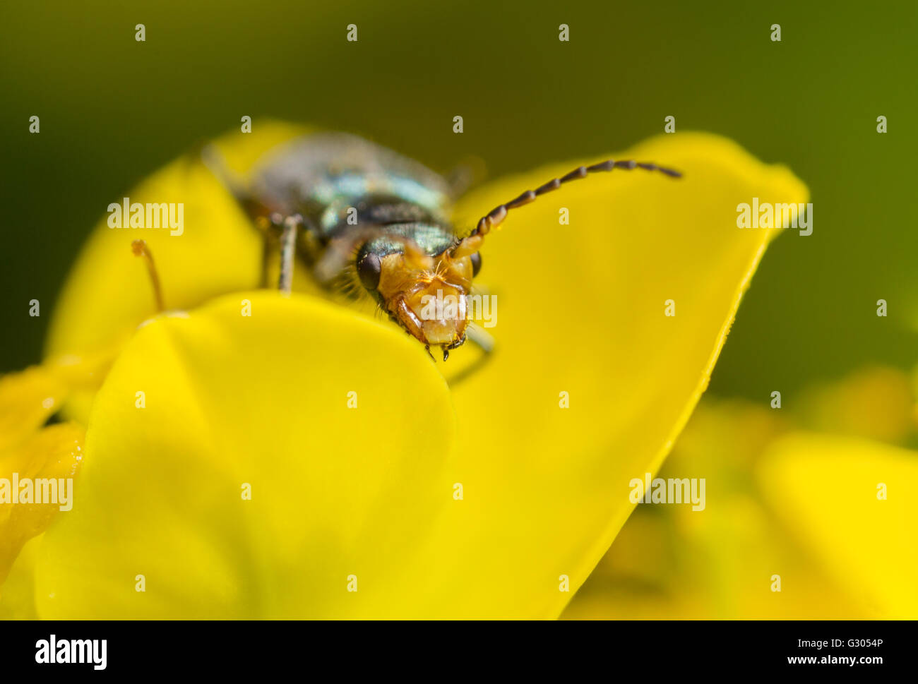 Malachite Beetle High Resolution Stock Photography and Images - Alamy