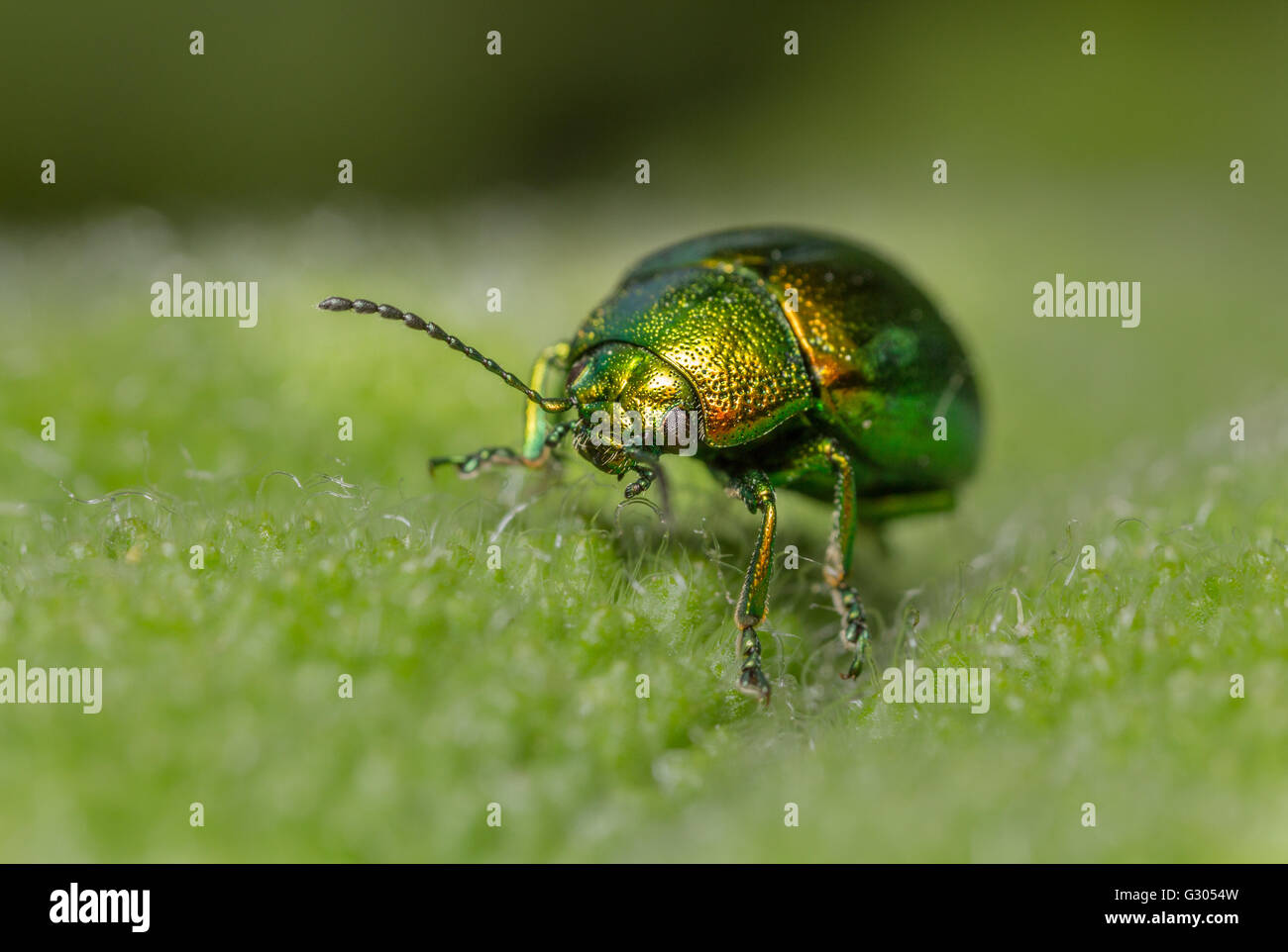 Mint Leaf Beetle (Chrysolina herbacea Stock Photo - Alamy