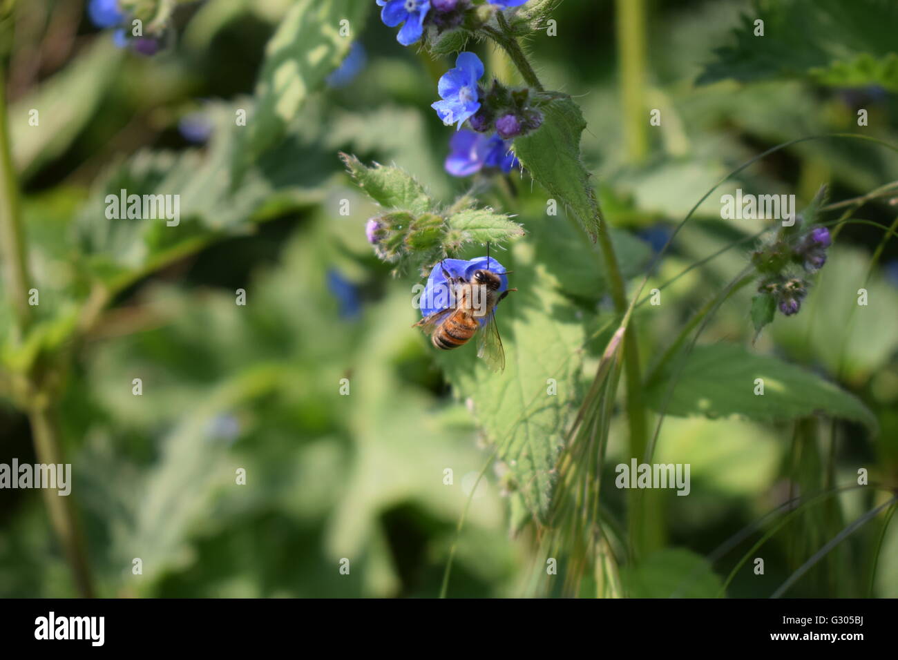 Honey bee on forget me not flower Stock Photo - Alamy