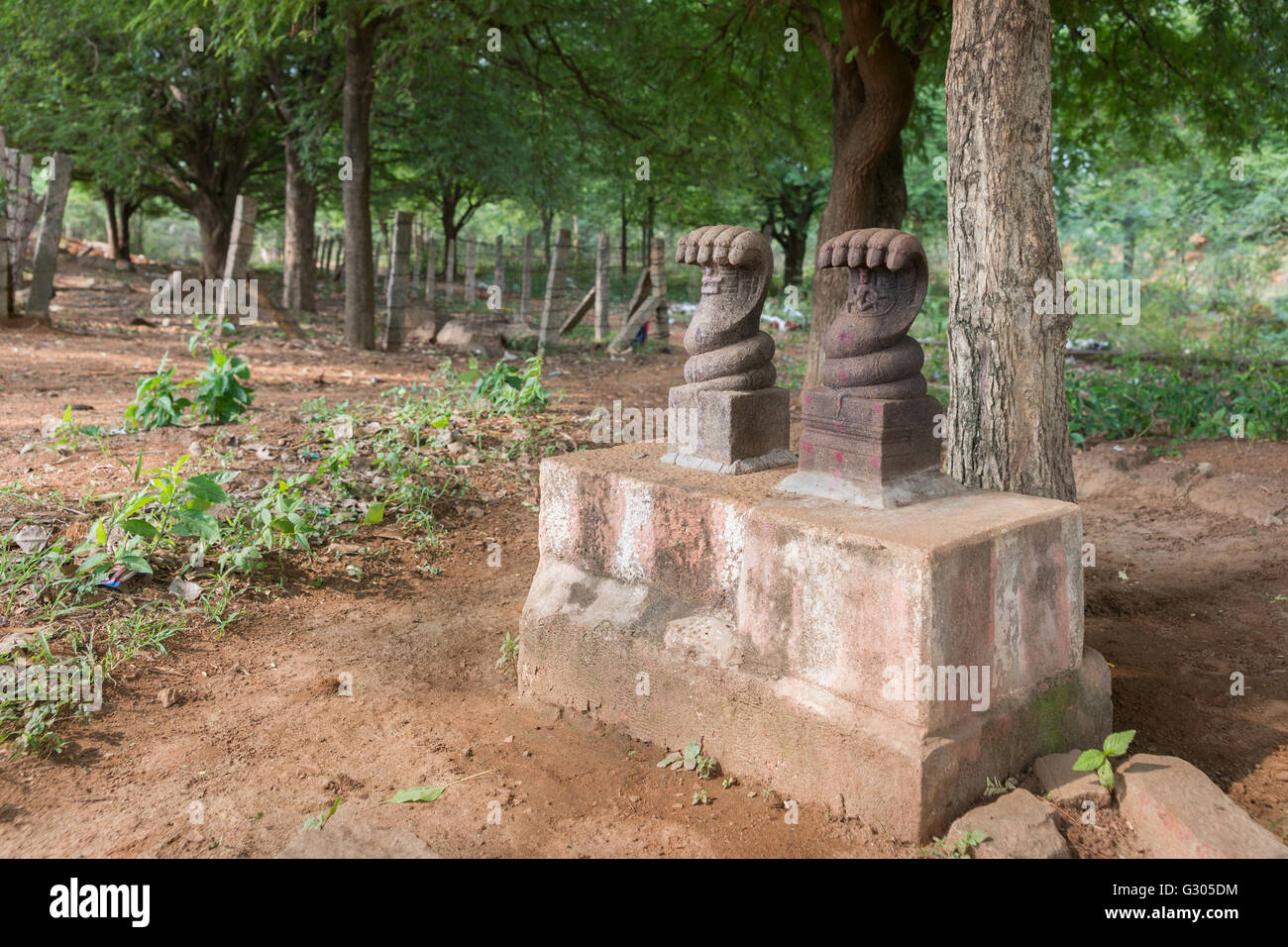Five headed cobra hi-res stock photography and images - Alamy