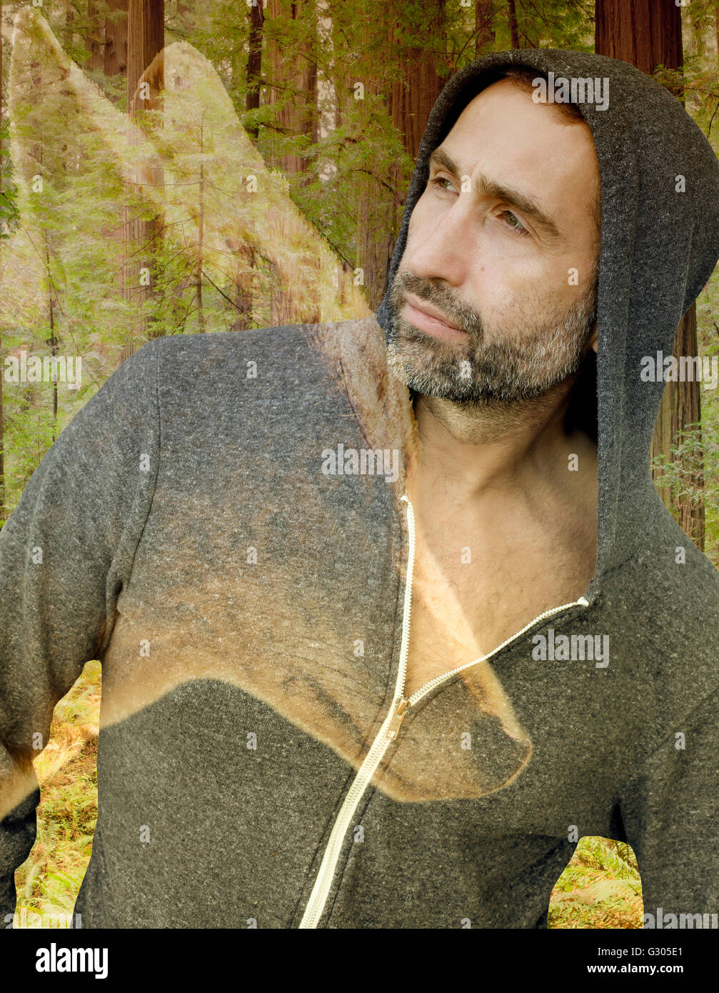 double exposure of man and coyote in green forest Stock Photo - Alamy