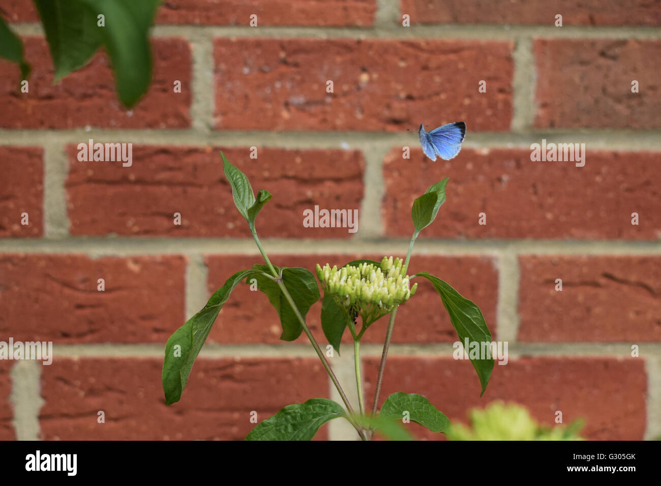 Common blue butterfly in flight Stock Photo - Alamy