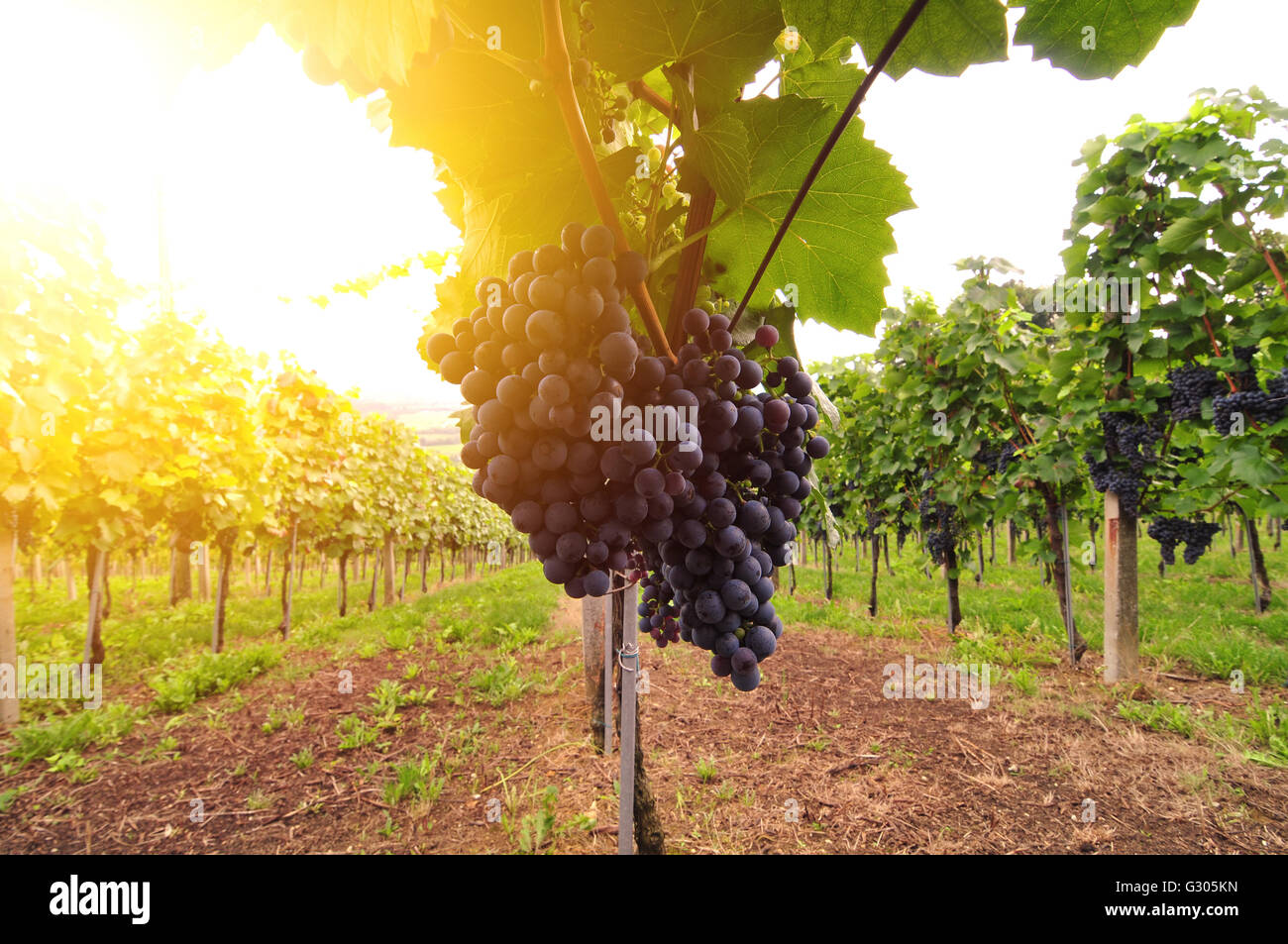 Dark red grapes hi-res stock photography and images - Alamy