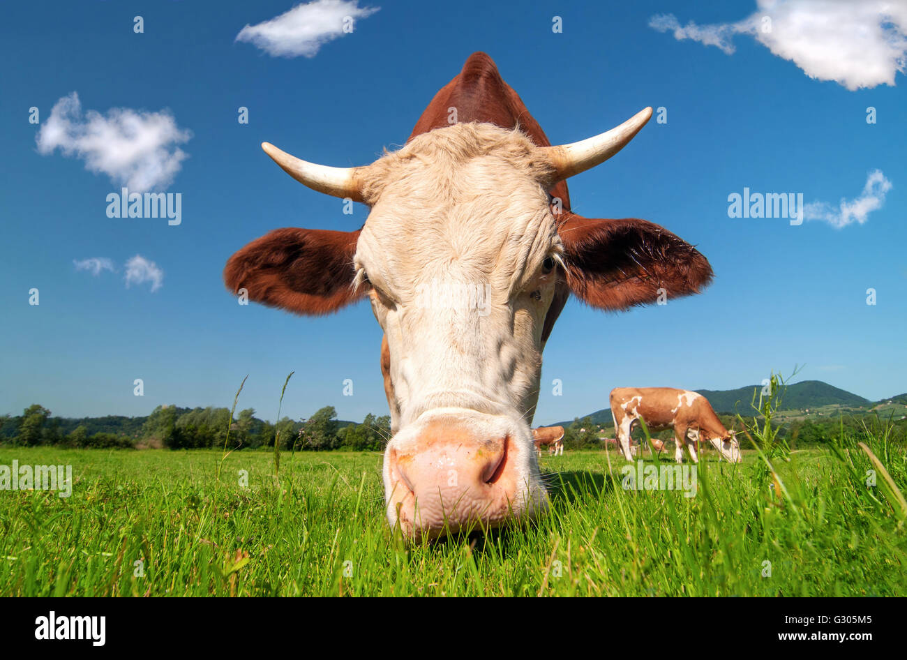 Grazing white cow hi-res stock photography and images - Alamy