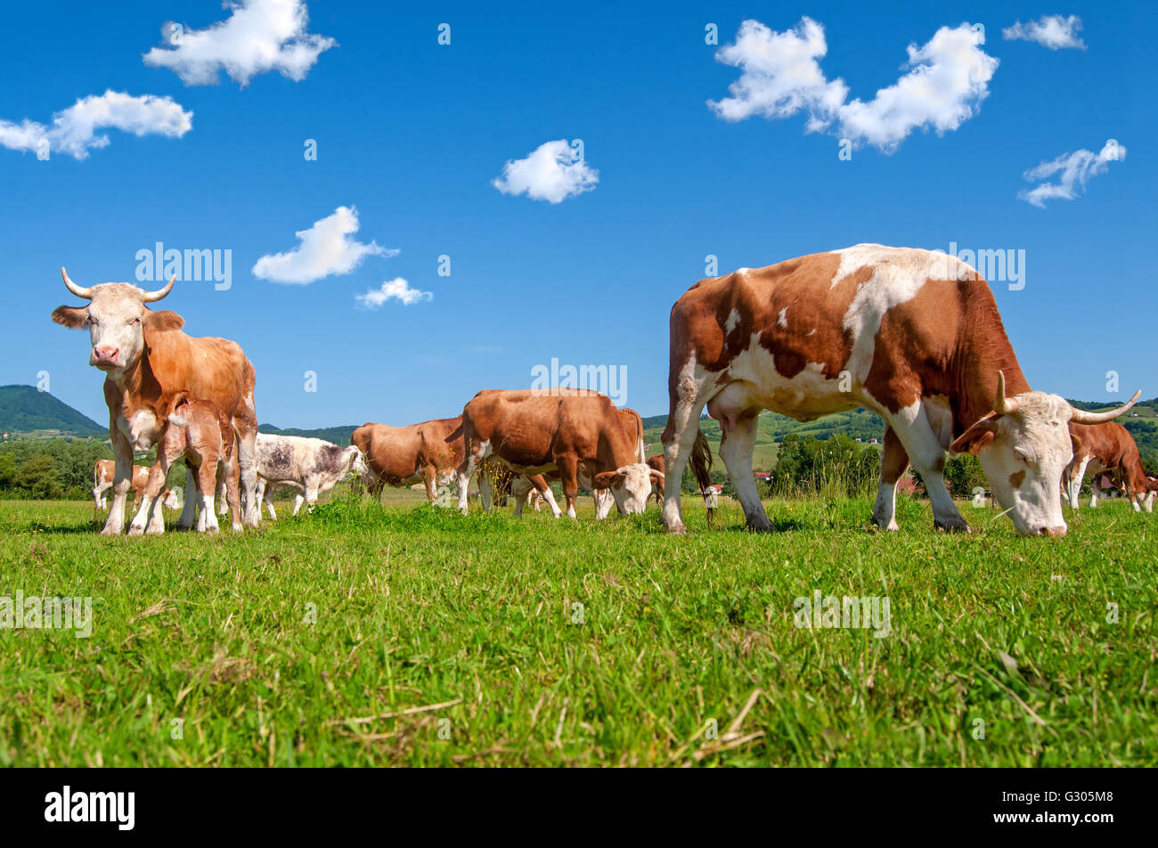 Cow herd hi-res stock photography and images - Alamy