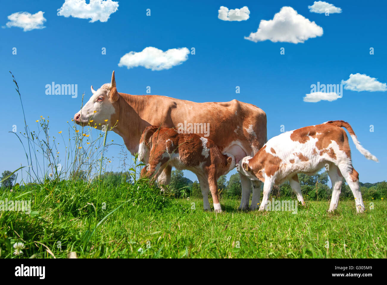 Cow feeding two calves in a field Stock Photo - Alamy