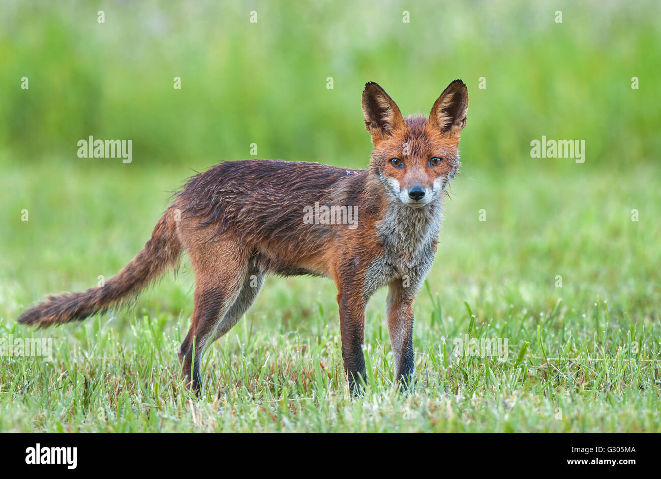 Red fox in a field looking at the camera Stock Photo - Alamy