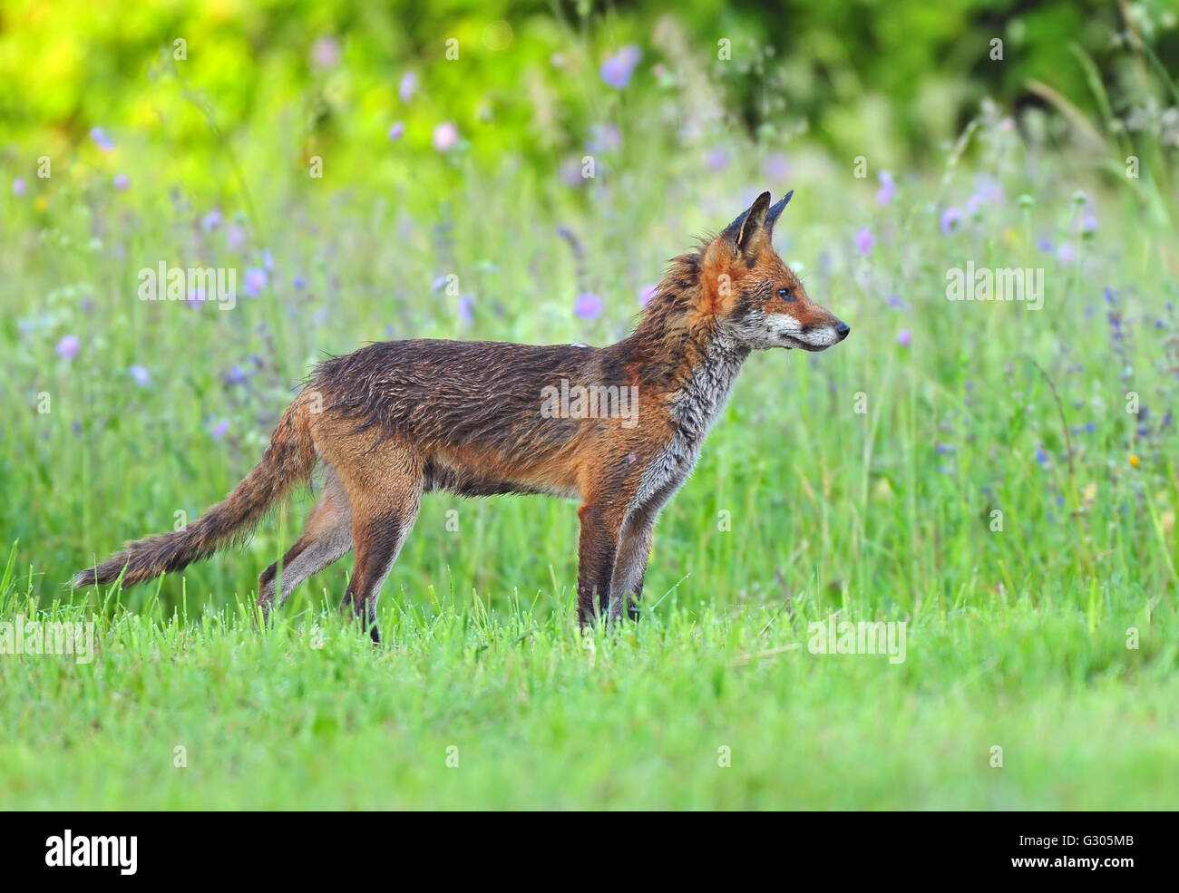 Red fox in a field Stock Photo - Alamy