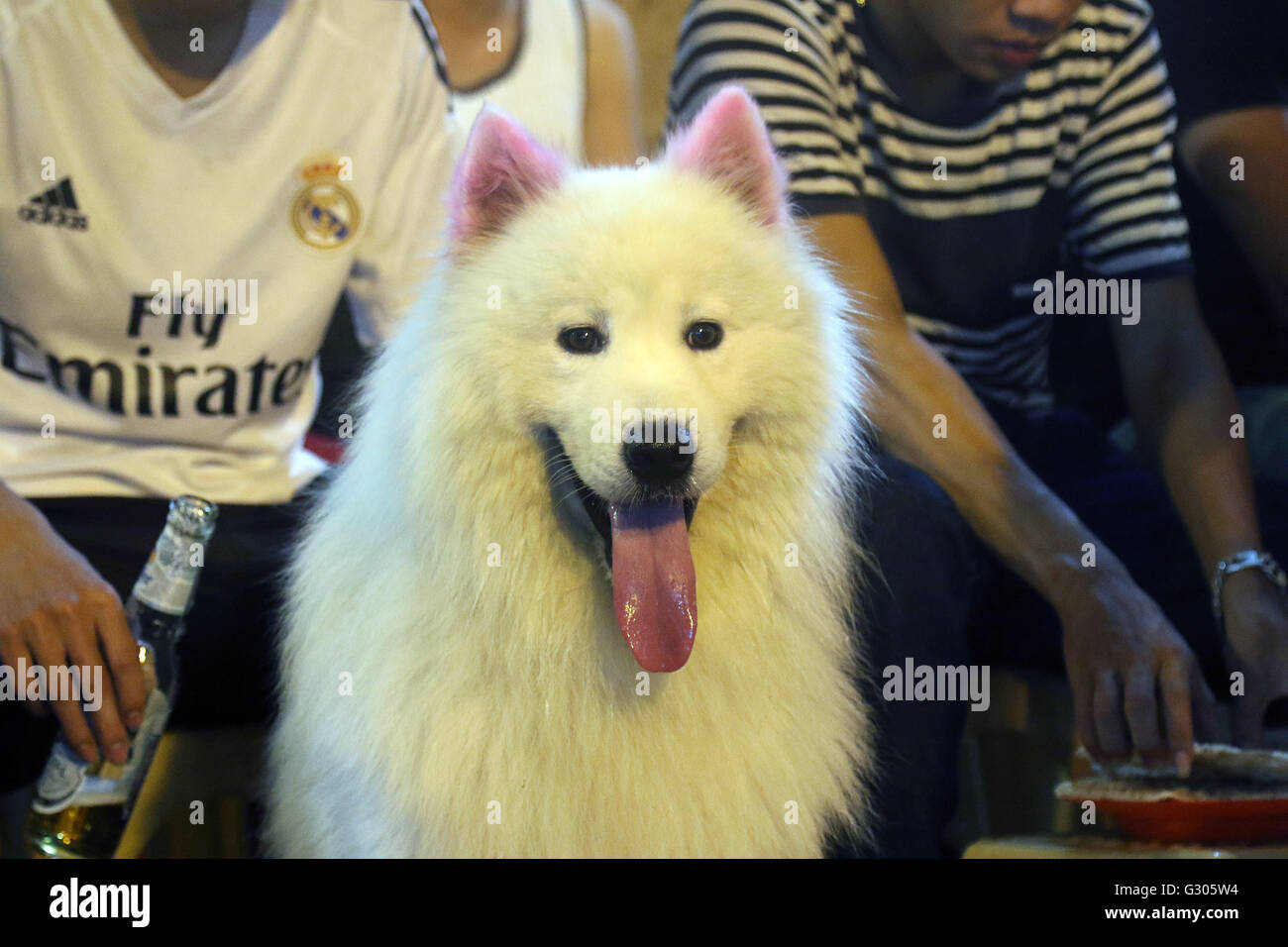 White dog ears painted pink hi-res stock photography and images - Alamy