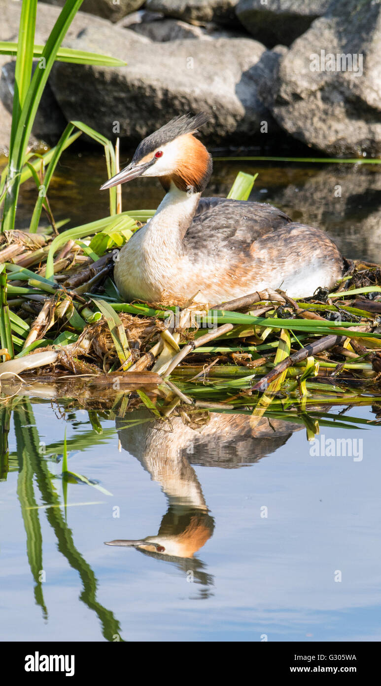 Great Crested Grebe Stock Photo - Alamy