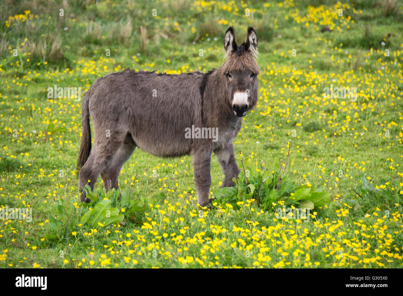 Female donkey hi-res stock photography and images - Alamy