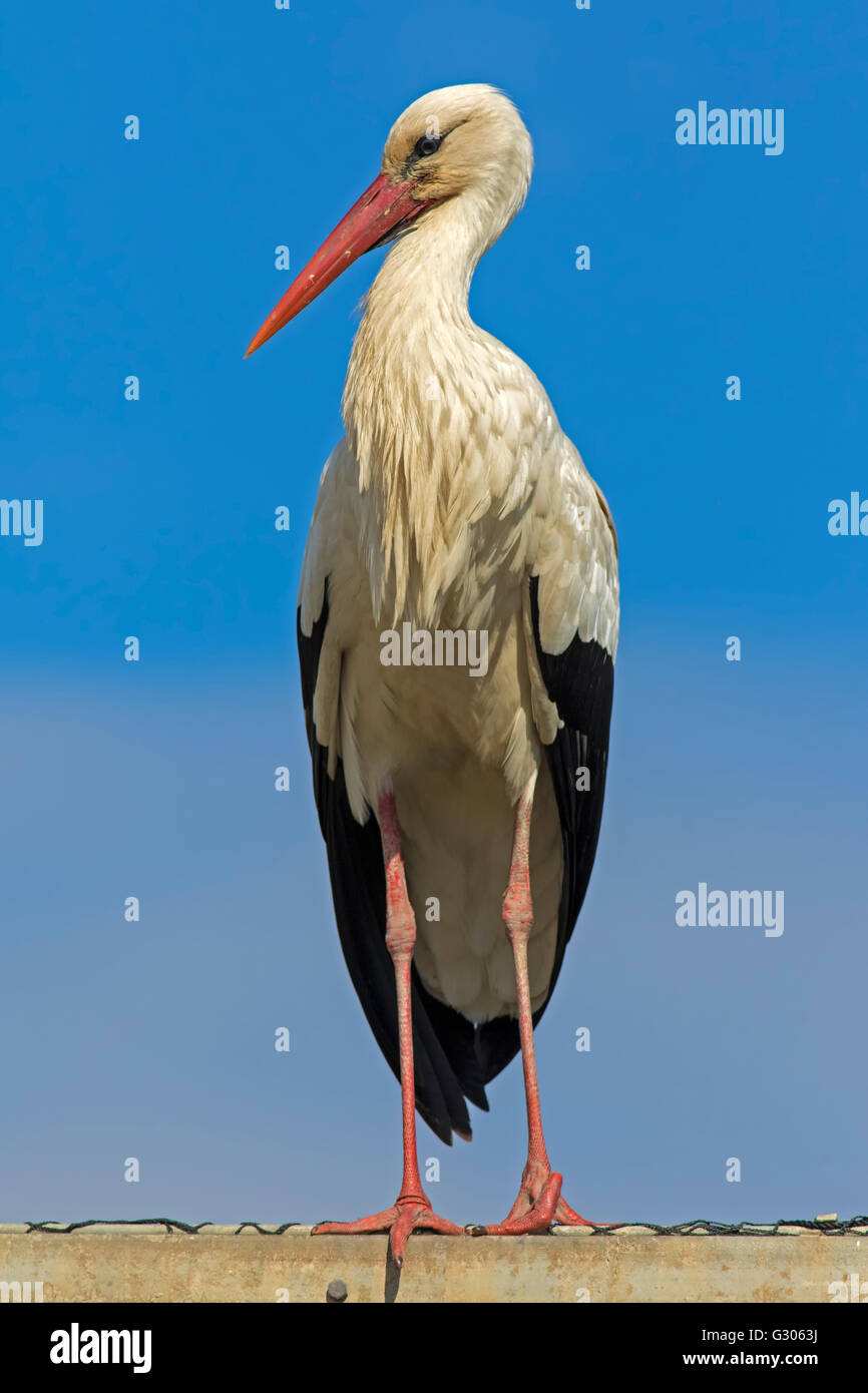 Perched White Stork (Wild Stock Photo - Alamy