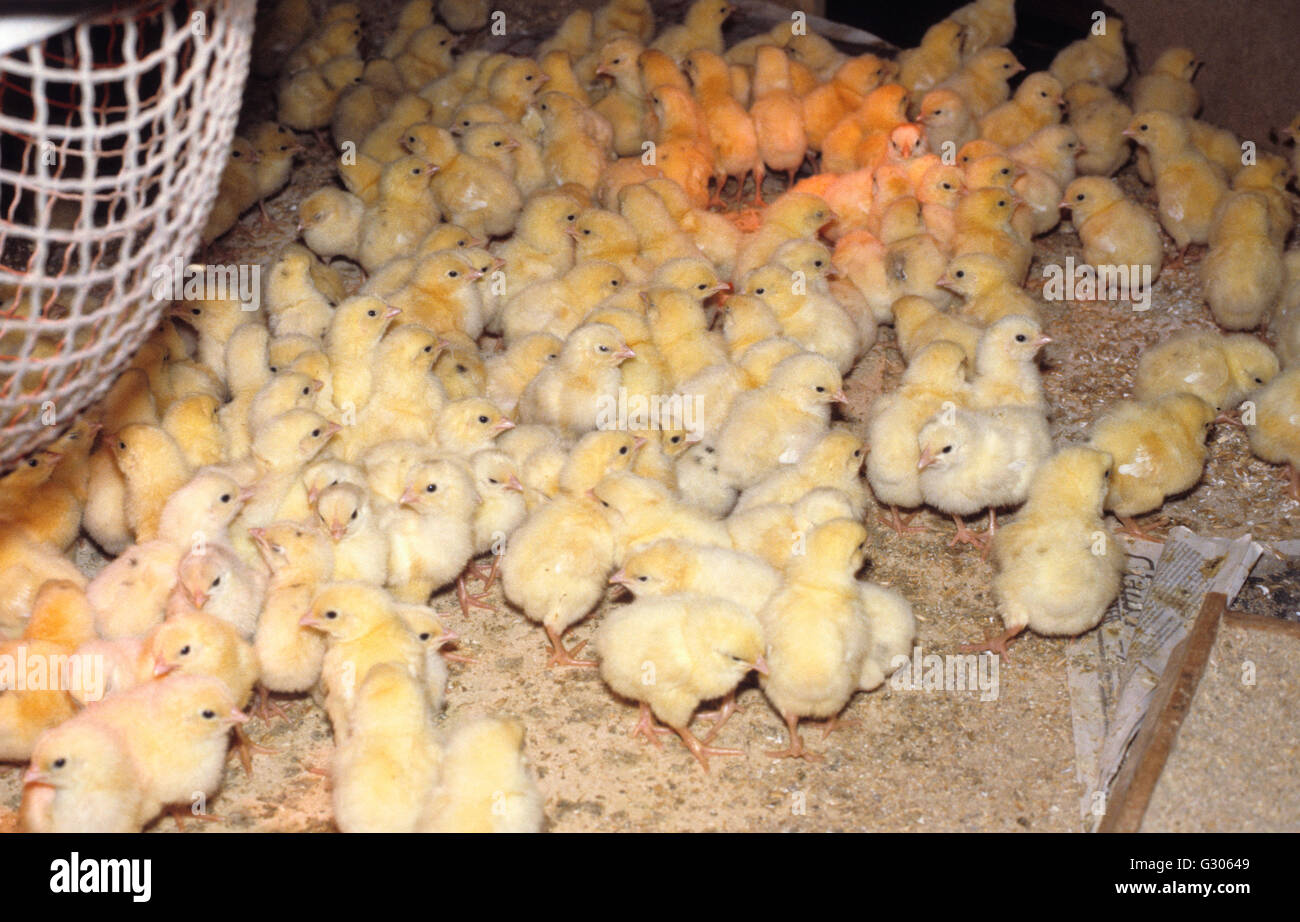 Newy hatched chicks Stock Photo - Alamy