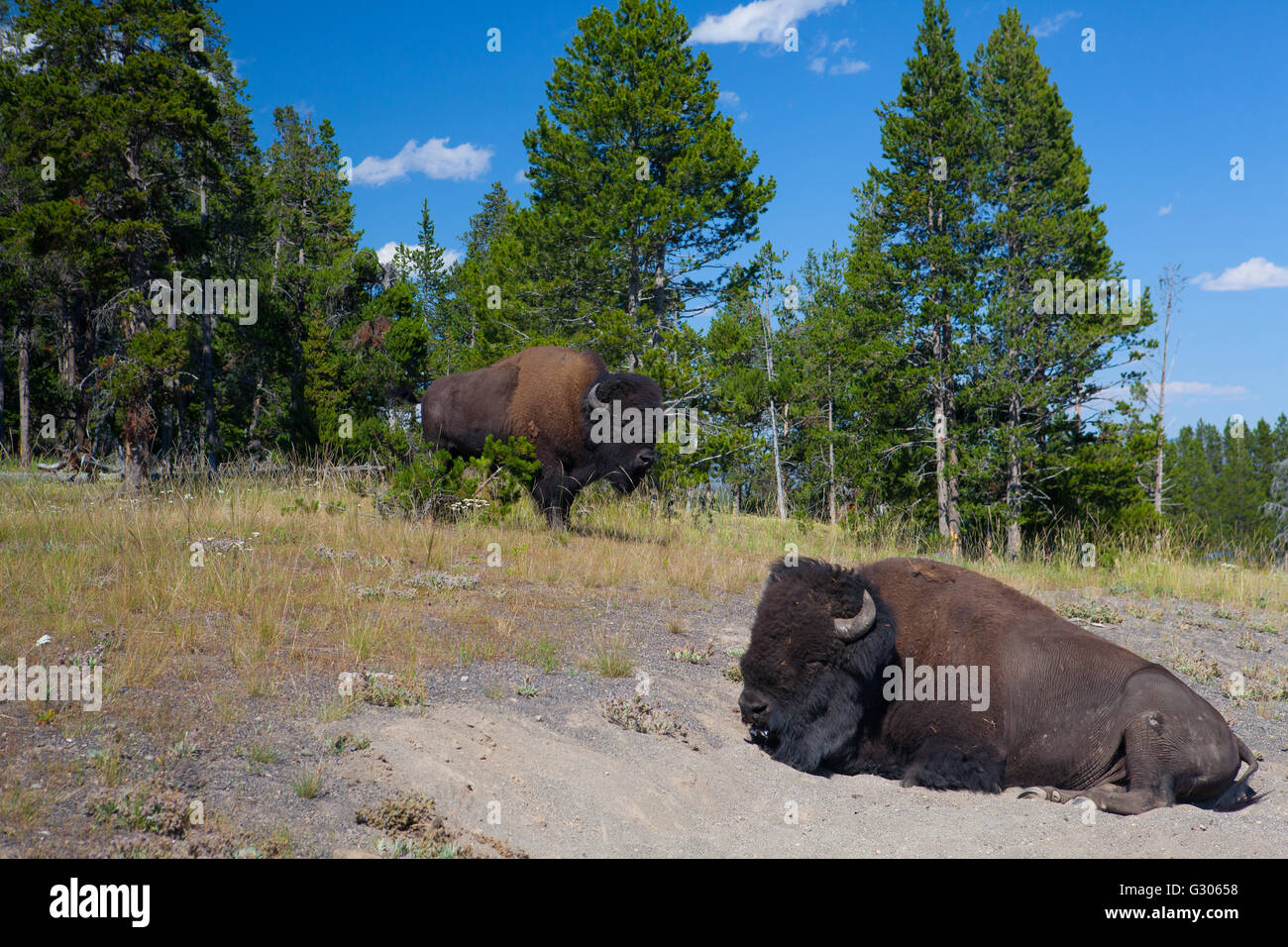 The typical two American Bison in the Yellowstone National Park in USA ...